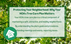 Tree Service in Houston, Cypress, Spring TX | Jones Road Tree Service