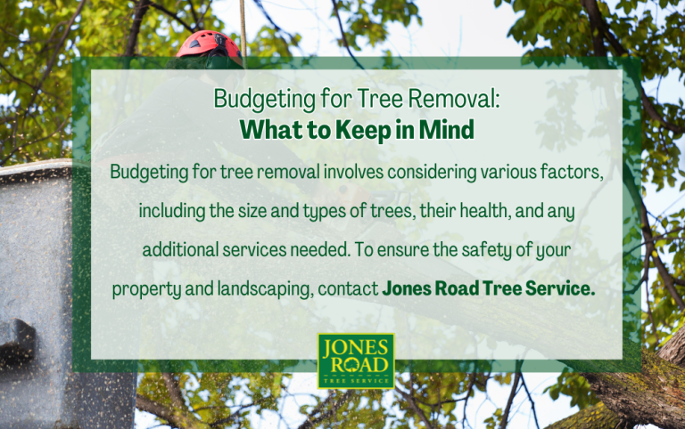 Tree Services in Houston & Cypress, TX | Jones Road Tree Service