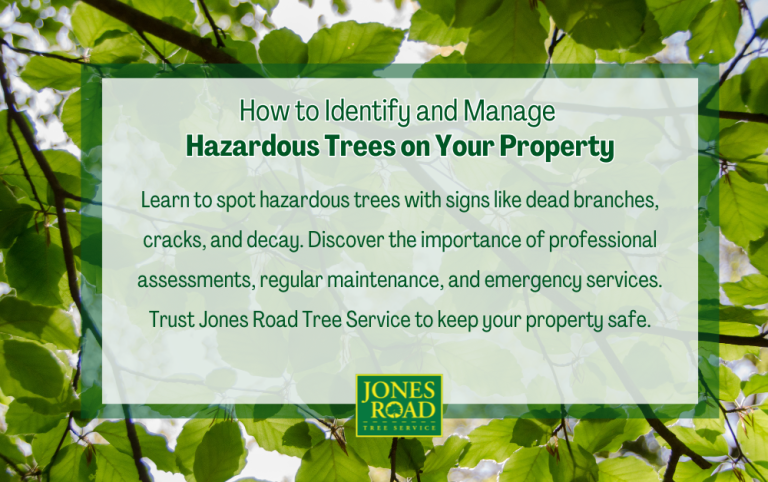 Tree Services in Houston & Cypress, TX | Jones Road Tree Service