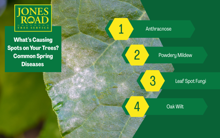 What’s Causing Spots on Your Trees? Common Spring Diseases